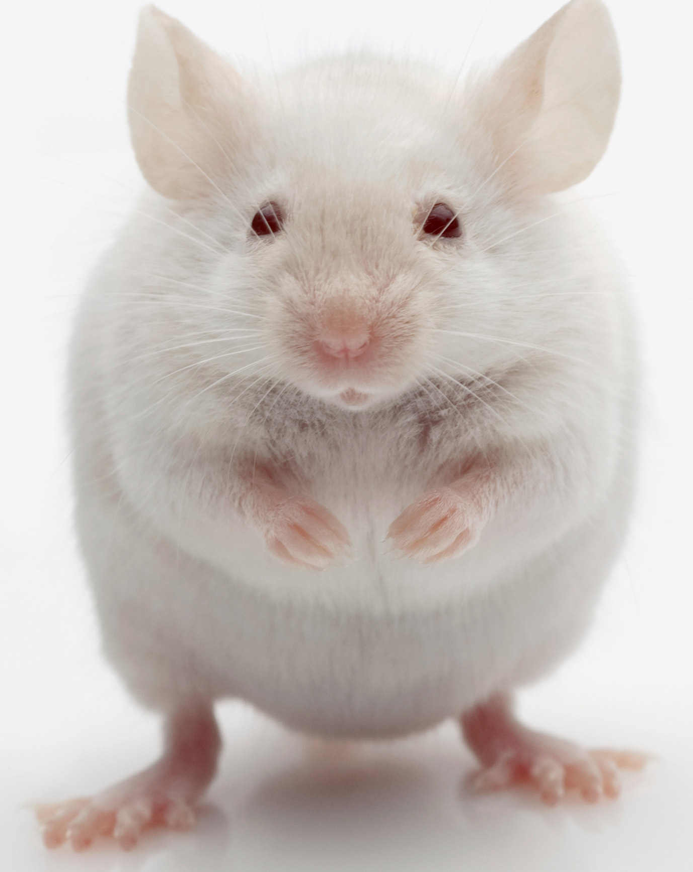 Learning and Memories Restored in Mice | National Institutes of Health ...