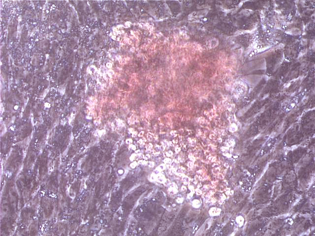 Flow Forces Promote Embryonic Blood Cell Formation | National ...