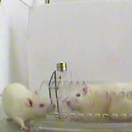 Rats Show Empathy, Too | National Institutes of Health (NIH)
