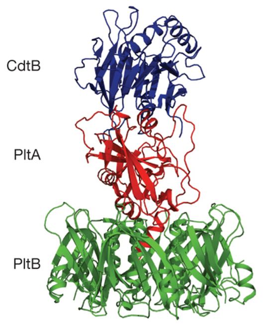 Novel Structure and Function of Typhoid Toxin | National Institutes of ...