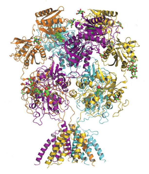 Structure of Receptor Involved in Brain Disorders | National Institutes ...