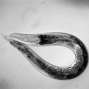 Magnetic Field Sensor Unearthed in Worms | National Institutes of ...