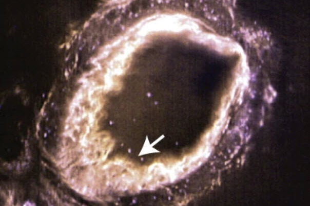 System reveals 3D details of living tissues | National Institutes of ...