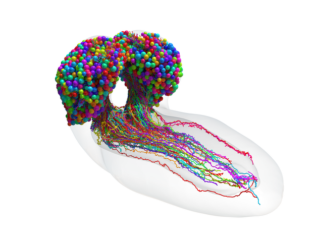 Complete wiring map of the insect brain | National Institutes of Health ...